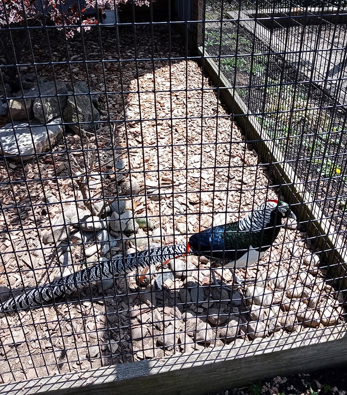 Nature meets retail therapy at the outdoor aviary, where even the birds seem to be shopping for the perfect perch.