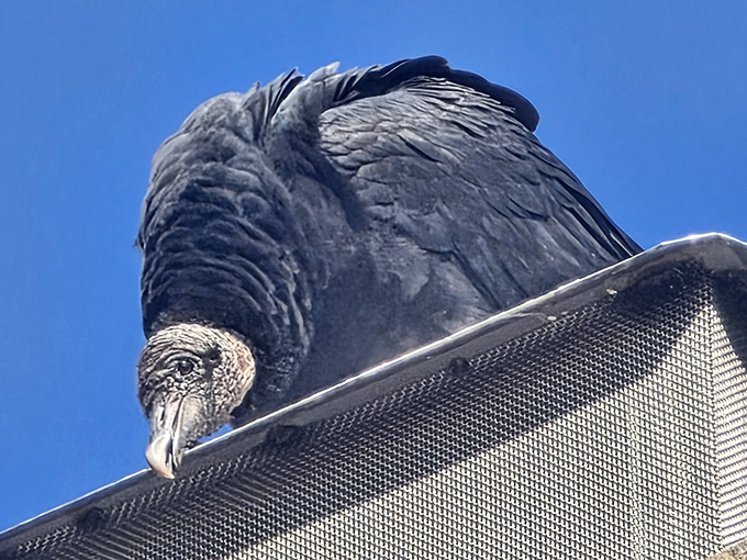 Yes, I'm judging your hiking outfit. This black vulture offers free wildlife encounters with a side of avian attitude. 