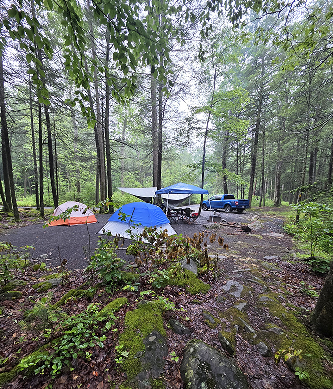 Camping nirvana: where your morning alarm is birdsong and your ceiling is a canopy of leaves filtering the first light of day.