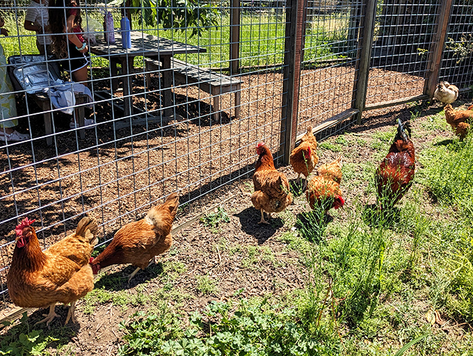 The real sustainability squad at work! These free-range chickens earn their keep by controlling pests and fertilizing the soil naturally.