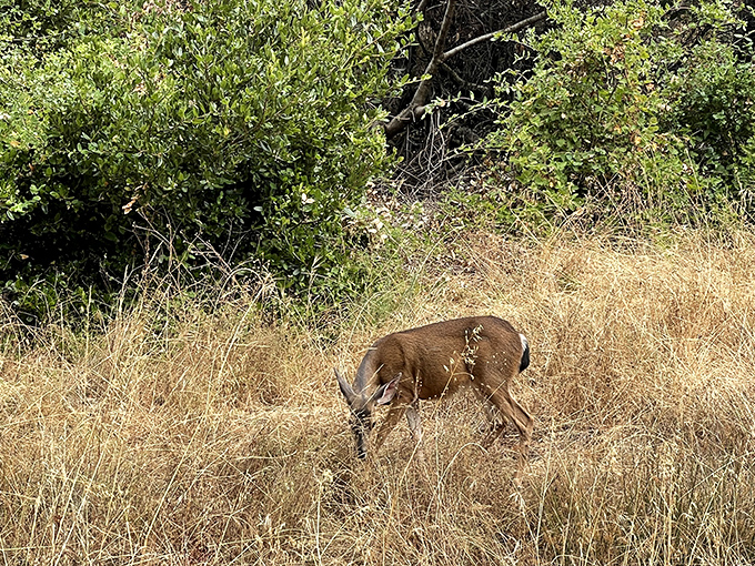This deer paused mid-snack to give the classic "I live here, you're just visiting" look that wildlife has perfected over millennia.