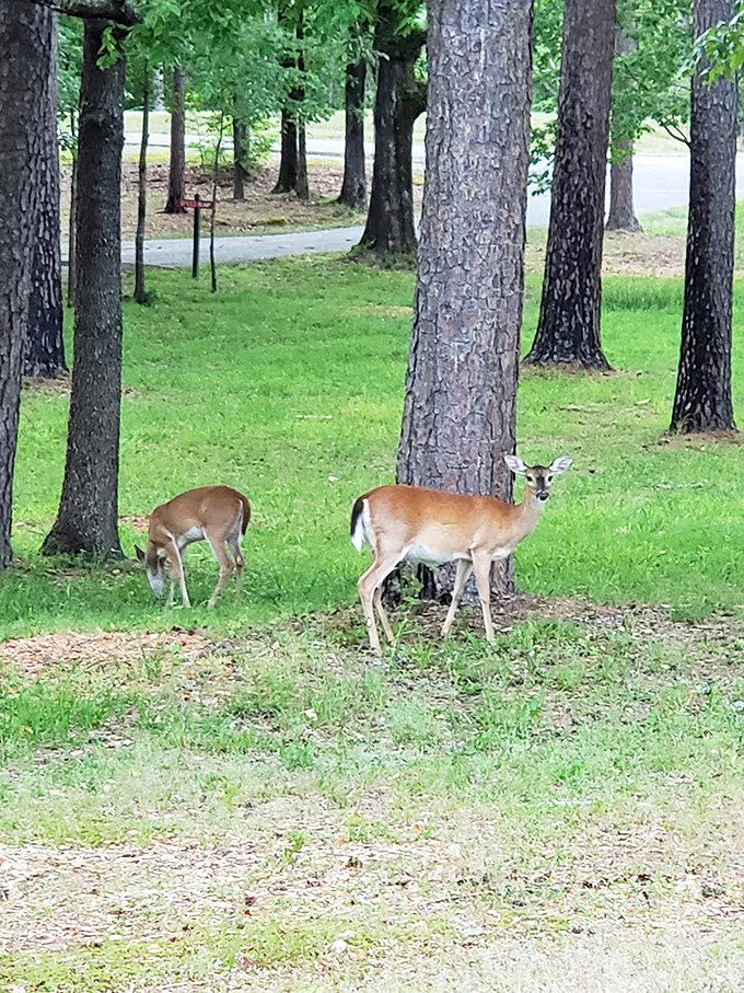 Dinner theater, wildlife edition. These deer aren't just crossing the road&mdash;they're auditioning for their own nature documentary. 