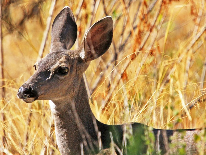 The park's most photogenic resident caught mid-snack. Those ears could pick up conversations happening in San Francisco.