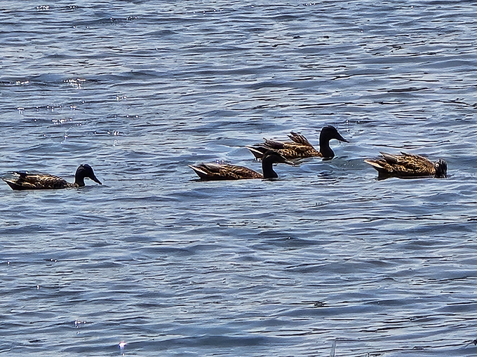 Local ducks putting on their morning show, completely unimpressed by your attempts at wildlife photography.