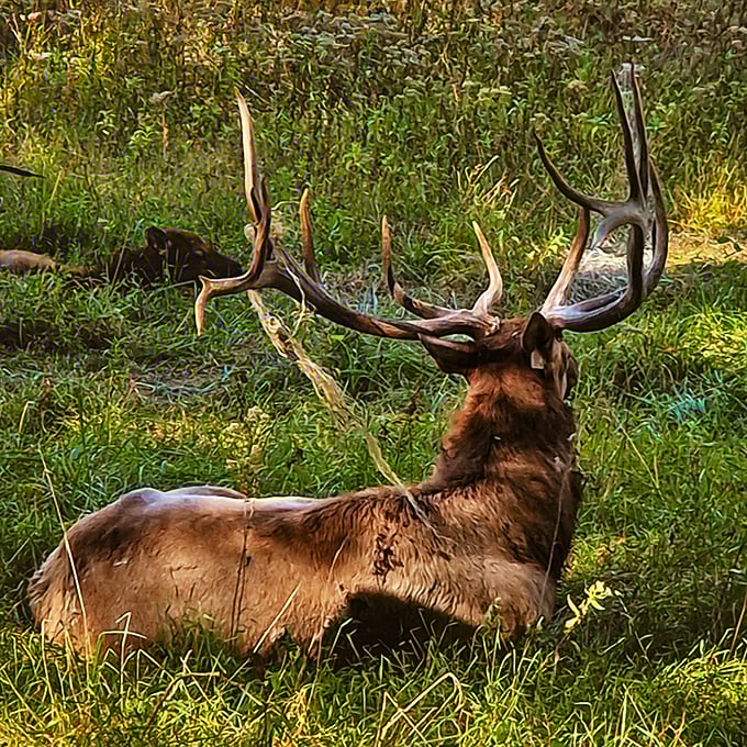 This majestic elk, lounging like royalty in tall grass, reminds visitors they're guests in his kingdom &ndash; Missouri's own version of wildlife paparazzi.