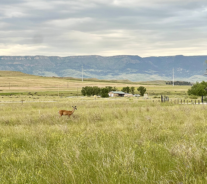 "Excuse me, just passing through." Wyoming's wildlife doesn't need an invitation to the party&mdash;they own the venue.