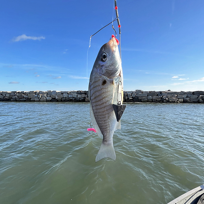 The local fish clearly understand their role in the tourism ecosystem: "Look photogenic and occasionally take the bait."