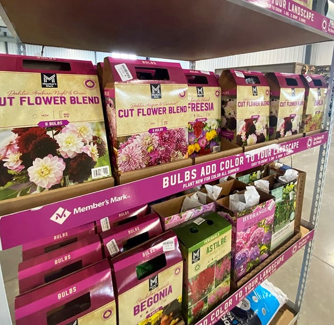 Garden dreams in cardboard boxes. These flower bulbs are like lottery tickets for your yard&mdash;small investments with colorful, blooming payoffs.