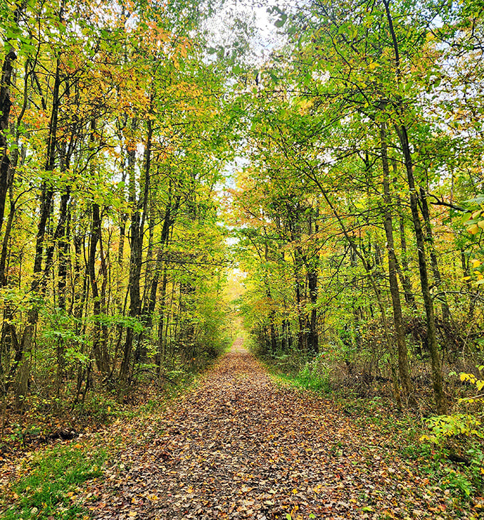 Autumn's leafy carpet transforms ordinary trails into golden pathways that crunch satisfyingly beneath hiking boots.