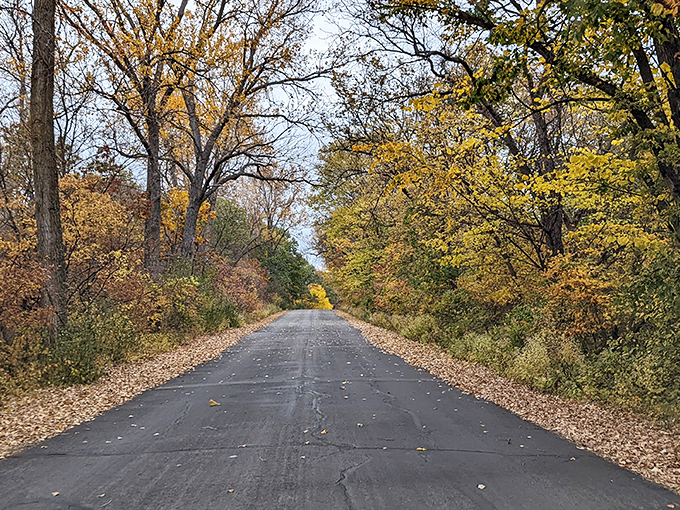 Autumn's golden tunnel invites you down a road less traveled. Driving through feels like entering a secret passage to somewhere magical.