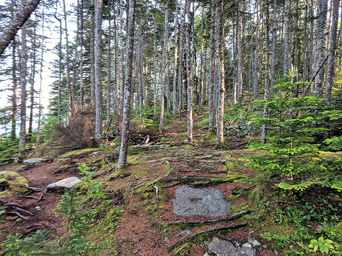 This forest path feels like stepping into a scene from "The Lord of the Rings" &ndash; minus the orcs.