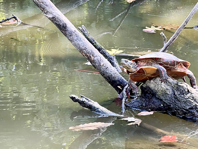 Even turtles appreciate the architectural heritage, sunning themselves on fallen logs in the gentle current beneath the bridge's watchful gaze.