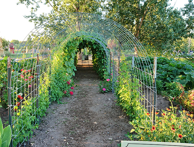 A garden tunnel that would make Alice wonder if Wonderland had relocated to Utah. Follow the vine-covered path to vegetable enlightenment.