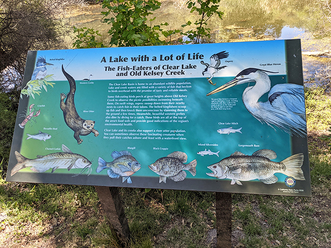 Fish tales become fish facts at Clear Lake's educational displays, where you'll learn which creatures are eyeing your bait.