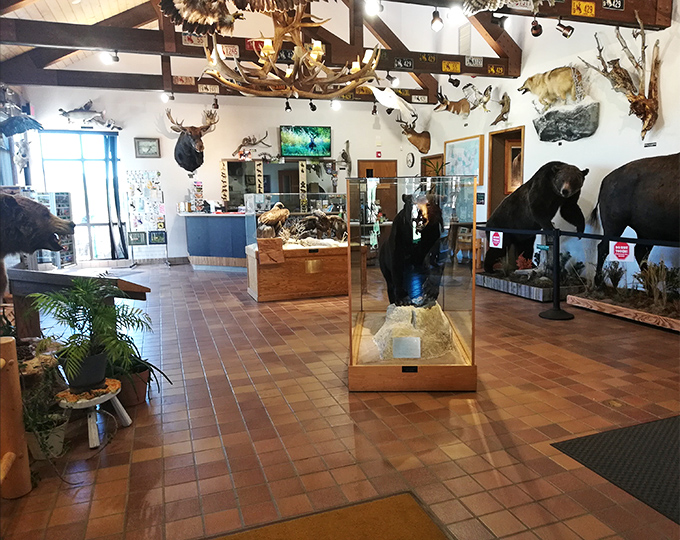 The visitor center doubles as Wyoming's greatest hits album, showcasing the state's wildlife in their forever-paused glory.