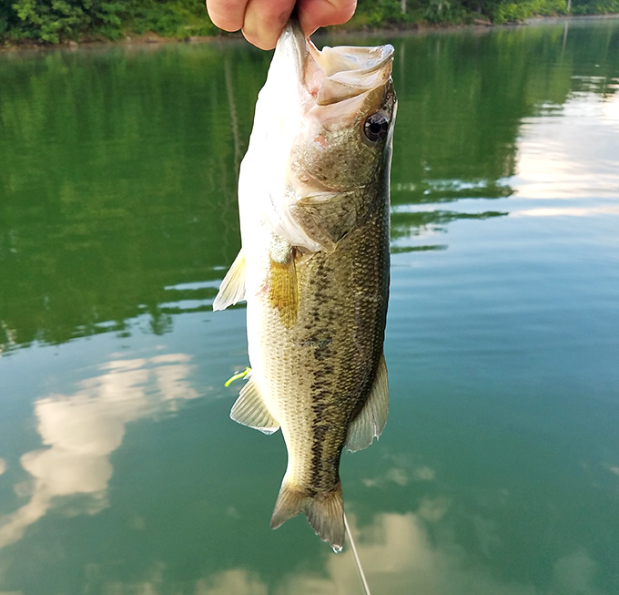 This is definitely bigger than it looks in the photo&mdash;words uttered by every angler who's pulled a bass from Wolf Run Lake.