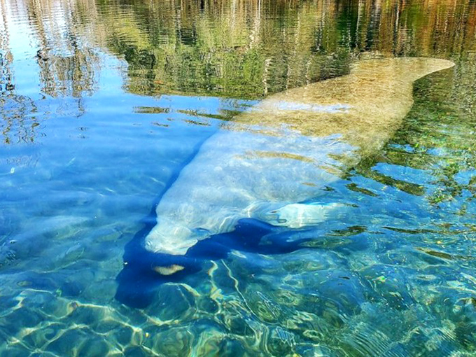 The spring's clarity reveals underwater treasures, including sandbars that glow like submerged islands of light.