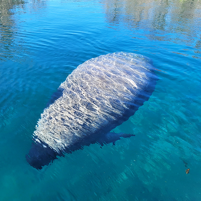 A gentle giant of the springs, this manatee seems to float effortlessly in the crystal waters, like a submarine with whiskers.