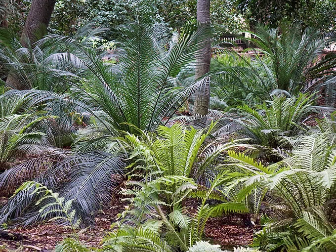 Prehistoric cycads and ferns create an otherworldly understory. These living fossils have outlasted empires and still look fabulous doing it.
