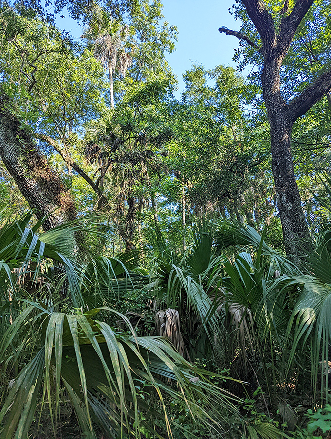 A jungle-like tangle of palmettos and hardwoods creates Florida's version of a secret garden, minus the British accents.