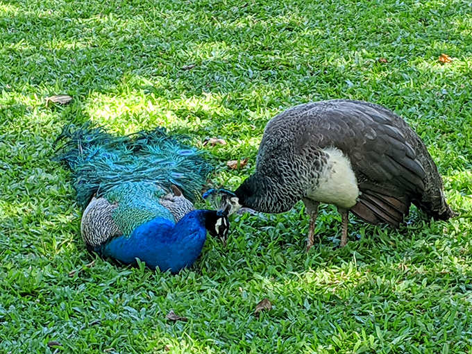 Royal residents: These peacocks strut through the park like they own the place&mdash;and honestly, who's arguing?