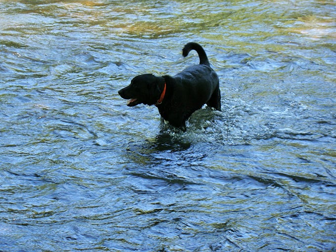 Pure canine joy looks exactly like this—a happy dog cooling off in crystal-clear waters that humans can only dream of enjoying so thoroughly.