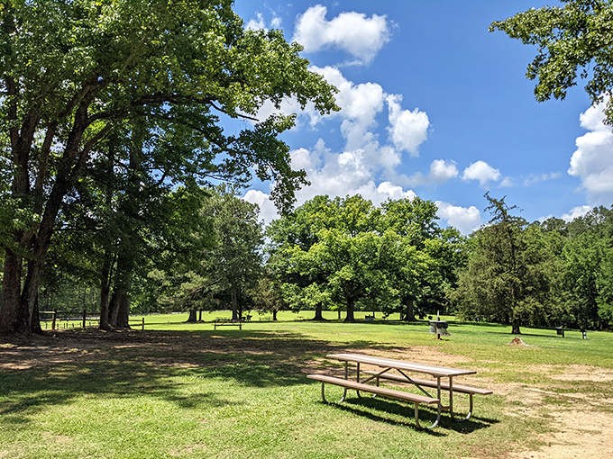 Under Carolina's blue sky cathedral, these picnic tables have hosted more meaningful family conversations than many dining rooms ever will.