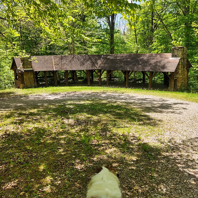This shaded picnic shelter could be a movie set for "Lunch in Paradise" &ndash; complete with dappled sunlight and forest soundtrack.