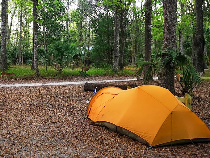 Camping nirvana: where your bright orange tent becomes the most colorful thing in a forest that's been perfecting its palette for centuries.