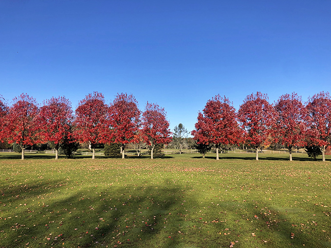 Nature's stoplight: These magnificent maples put on a show-stopping autumn display that makes even the most jaded New Englander pull over for photos.