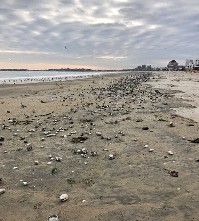 Nature's confetti&mdash;shells scattered across the sand tell stories of tides and time, a treasure hunt waiting for curious fingers.