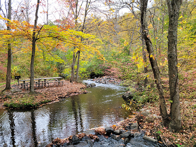 A creek that babbles better stories than your uncle at Thanksgiving, framed by autumn leaves that fell with perfect artistic timing.