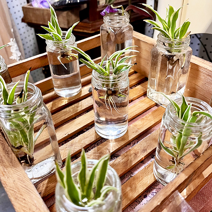 Mason jar gardening at its finest. These spider plants, nature's air purifiers, bring a touch of green to any windowsill. 