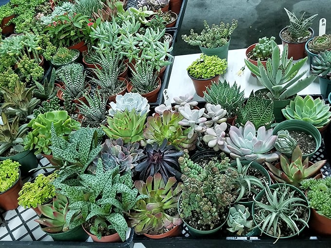 A succulent lover's dream garden. These hardy little beauties stand at attention like an army of tiny, drought-resistant soldiers ready to transform any windowsill.