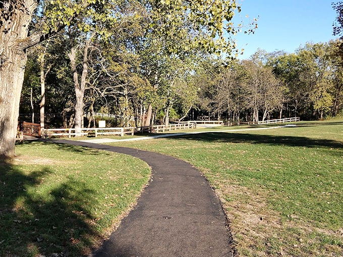 Sunlight filters through the canopy, creating nature's own stained-glass effect. The perfect backdrop for your "I can't believe this is Ohio" moment.