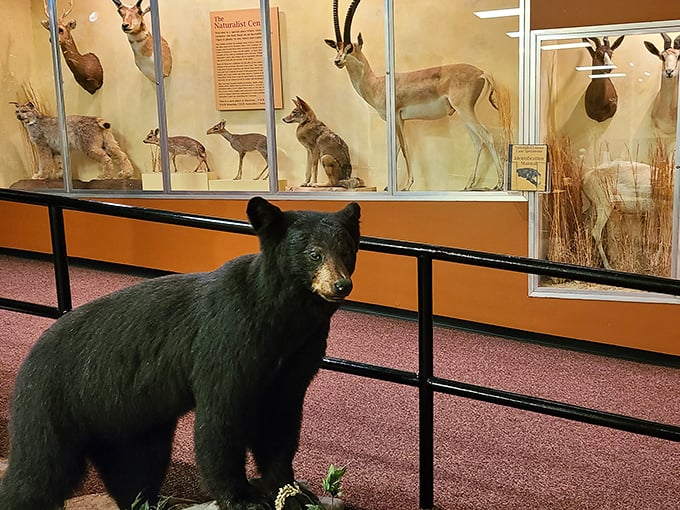 Well, hello there! This black bear might look ready for a hug, but the glass barrier reminds us some nature is best admired from a distance.