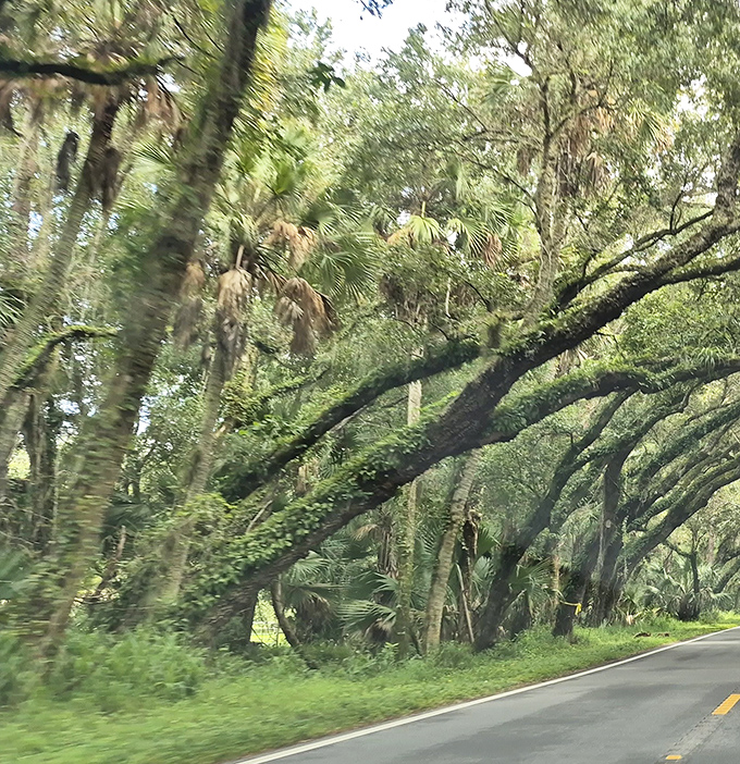 These arboreal sentinels have stood watch for centuries, their twisted branches reaching across the road in a perpetual high-five. 