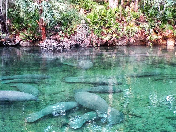 The spring's limestone bottom creates a natural mosaic beneath waters so clear you'll wonder if you're looking at a National Geographic photo.