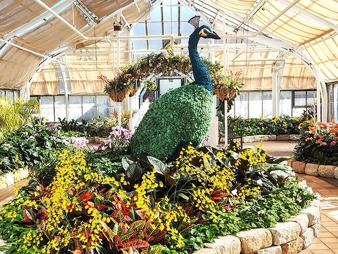 A peacock that never needs feeding! This spectacular topiary brings new meaning to "going green" with its flowering plumage.