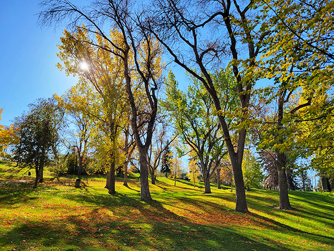 Autumn's golden hour transforms ordinary trees into extraordinary art. Sunlight filters through leaves creating nature's stained glass windows.