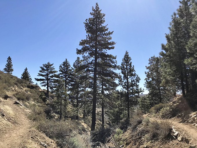 Towering pines stand guard over the canyon trail, providing welcome shade and that distinctive mountain scent no car freshener has ever truly captured.