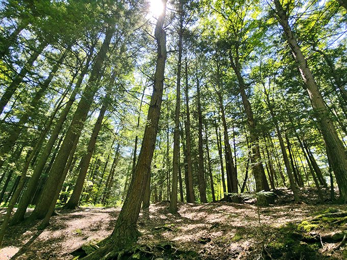 Cathedral of pines reaching skyward. Sunlight filters through this natural sanctuary, creating dappled patterns on Bomoseen's forest floor that no cathedral can match.