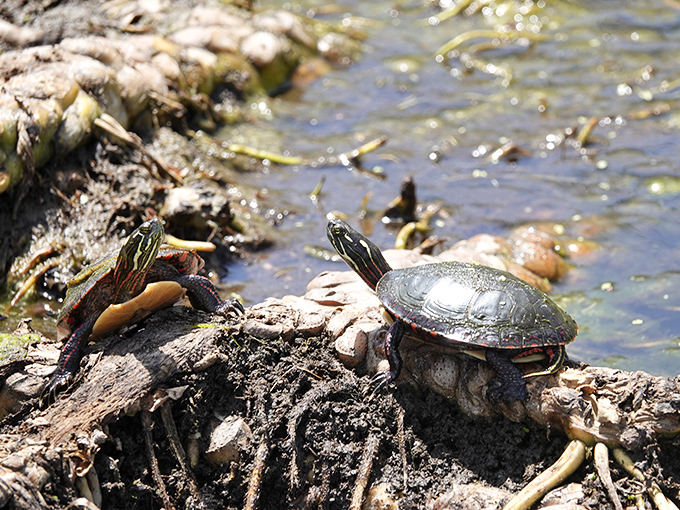 These sunbathing turtles have mastered the art of relaxation &ndash; clearly the local experts on how to properly enjoy Punderson.