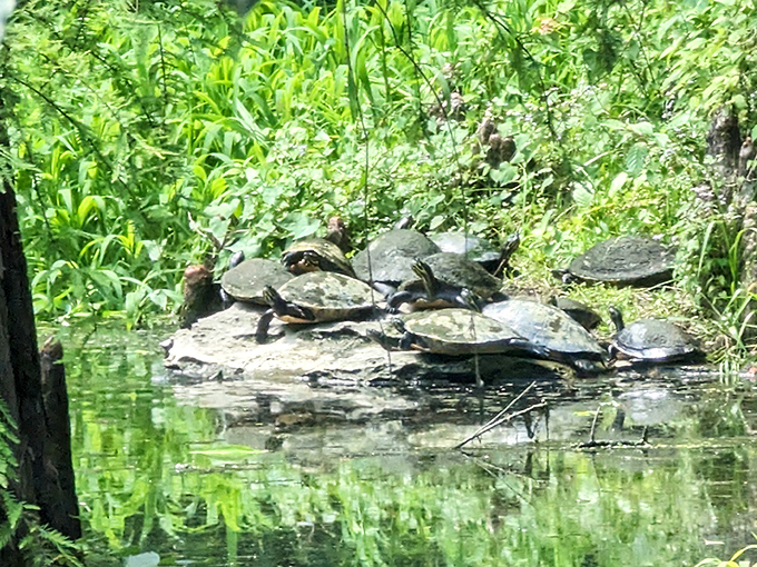 The local welcoming committee takes a break from their busy schedule of sunbathing and slow-motion swimming. These turtles have mastered the art of relaxation.