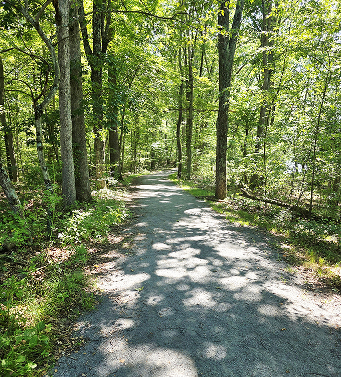 Dappled sunlight creates nature's own stained glass effect on this serene forest path. Walking here feels like meditation in motion.