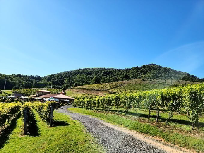 Sunshine, blue skies, and vineyard views&mdash;the holy trinity of day-trip perfection that makes Monday's problems seem delightfully distant.