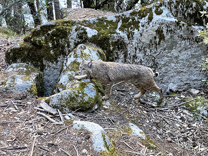 Yosemite's resident bobcat, demonstrating why "cat on a hot rock surface" isn't just a Tennessee Williams adaptation waiting to happen.