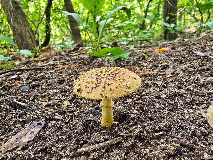 Nature's gourmet offering&mdash;look but don't sample! This woodland mushroom is part of the forest's complex ecosystem, not tomorrow's omelet ingredient.