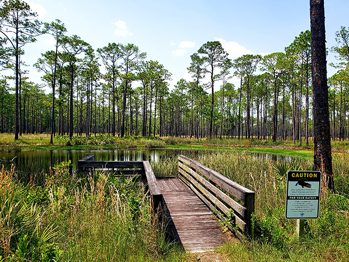 This wooden boardwalk invites exploration through wetlands that have remained unchanged since before Disney was even a twinkle in Florida's eye.