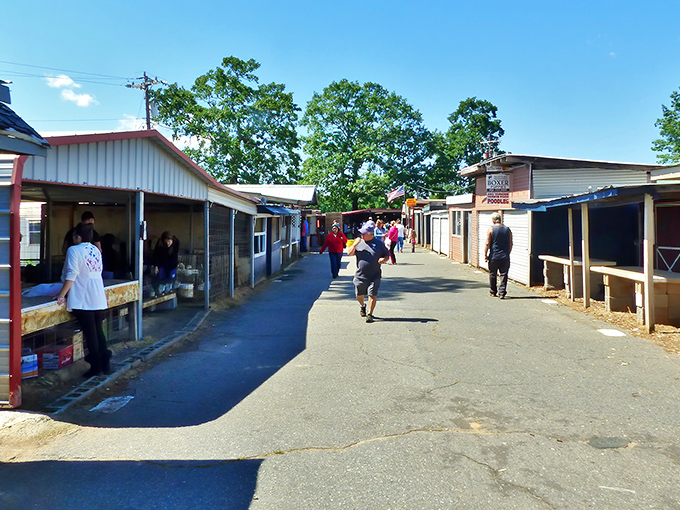 Treasure lane stretches to the horizon. Anderson Jockey Lot's endless aisles promise adventures for the patient hunter.